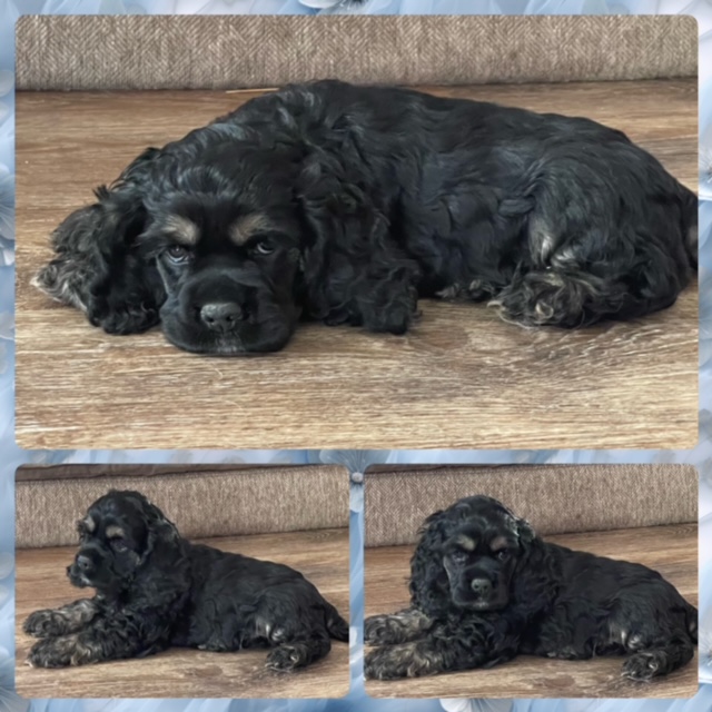 cocker puppies